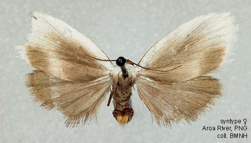 Papua Insects Foundation (Lepidoptera/Erebidae(Arctiinae)/Acco bicolora)